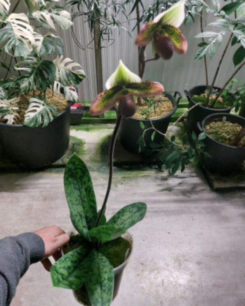 Paphiopedilum Onyx 'La Tuilerie' x Vogue Paradise '#4' Flask – Cross Exotics