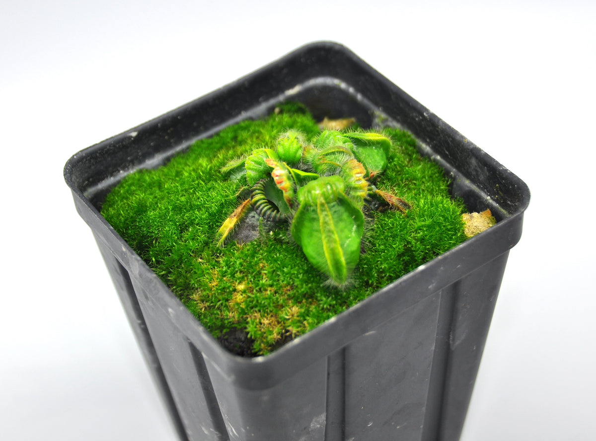 Cephalotus Peter Harbarth clone – Cross Exotics