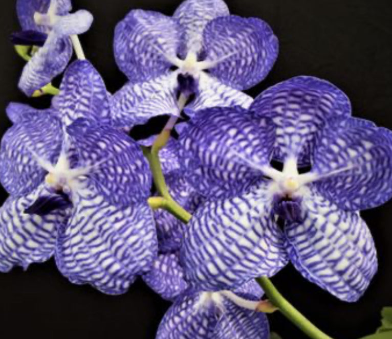 Vanda coerule `Deep Blue Sea` x self – Cross Exotics