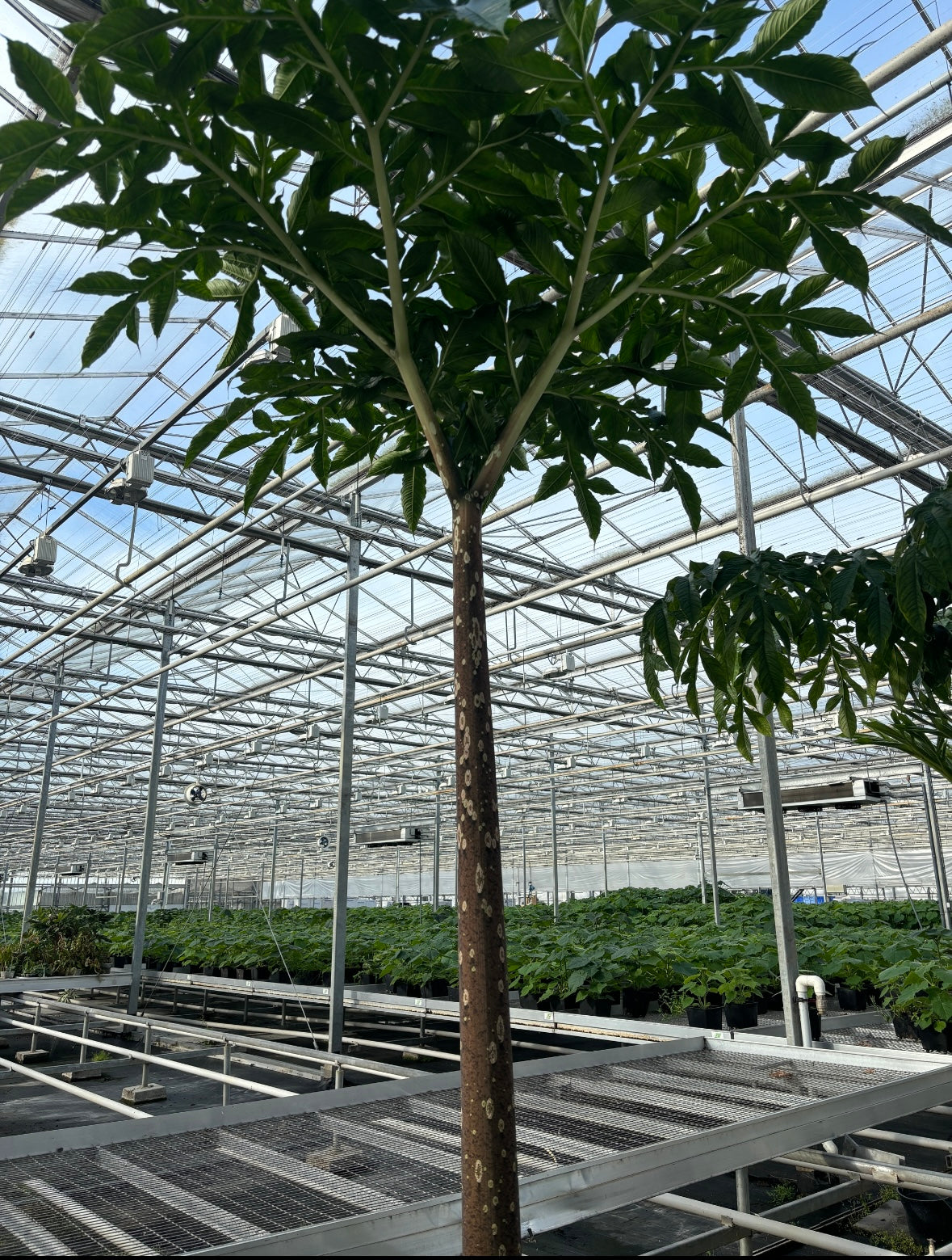 Amorphophallus gigas – Cross Exotics