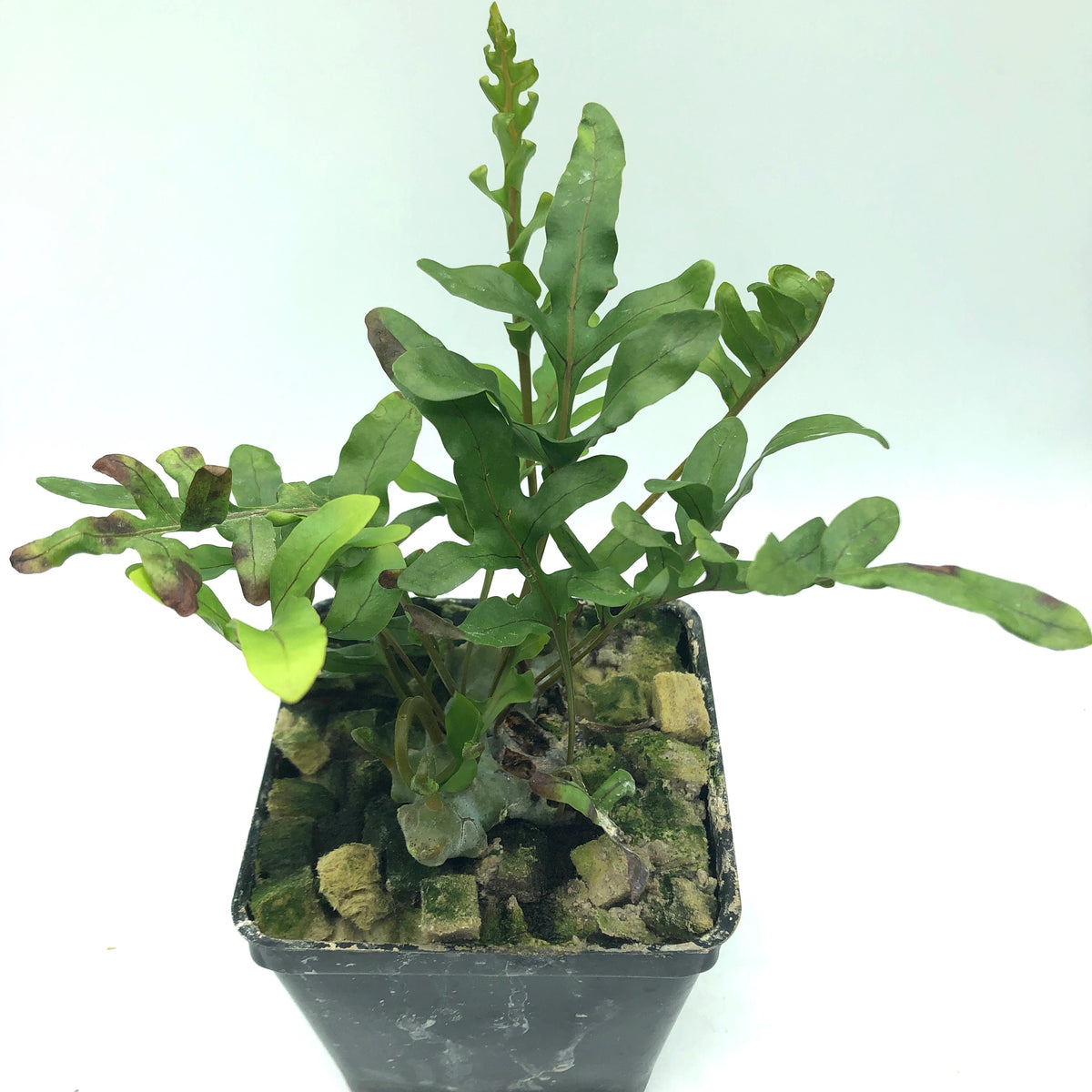 Lecanopteris pumila – Cross Exotics