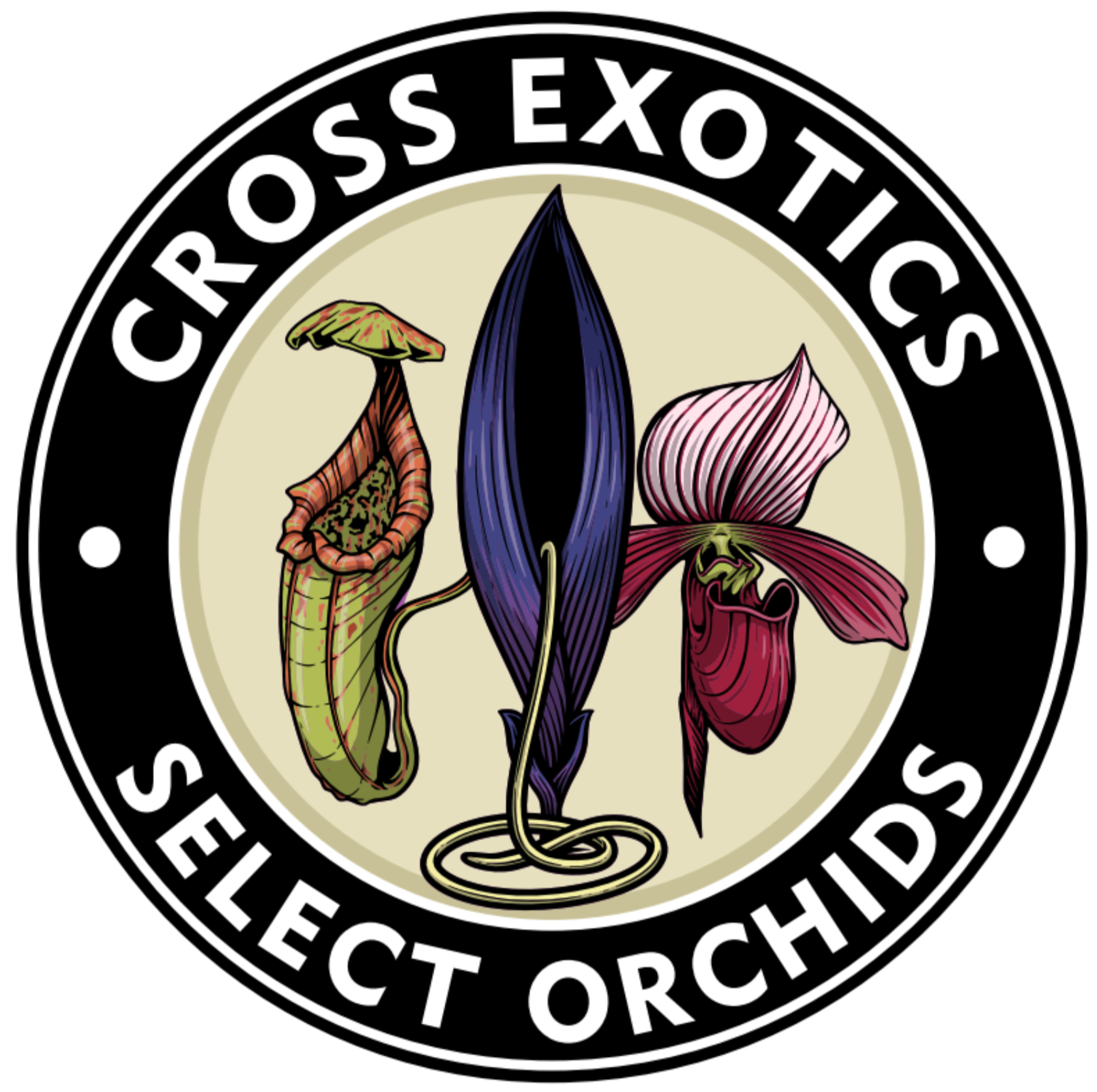 Amorphophallus Grow Guide – Cross Exotics Amorphophallus Grow Guide – Cross Exotics