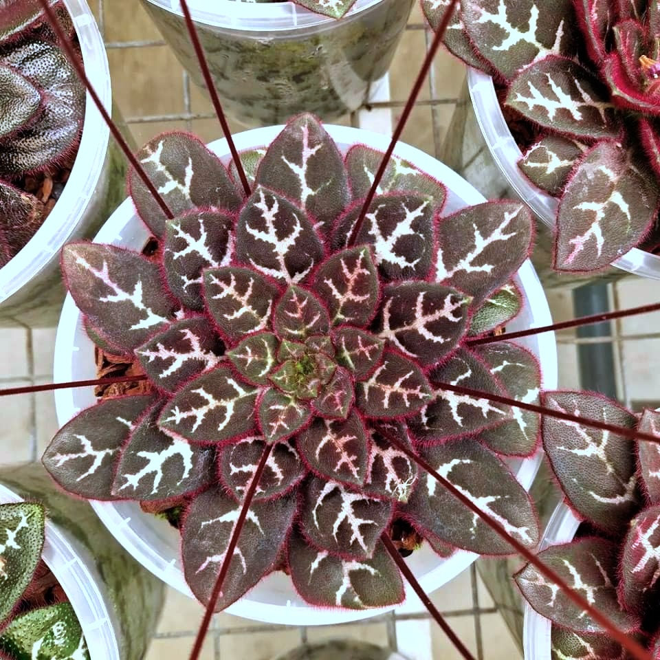 Primulina sinovietnamica Hanoi Giant – Cross Exotics