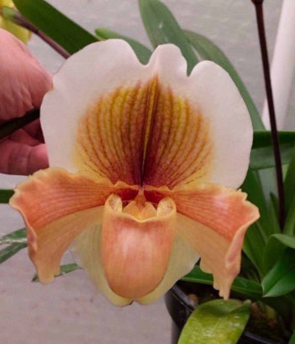 Paphiopedilum Hellas 'Westonbirt' – Cross Exotics