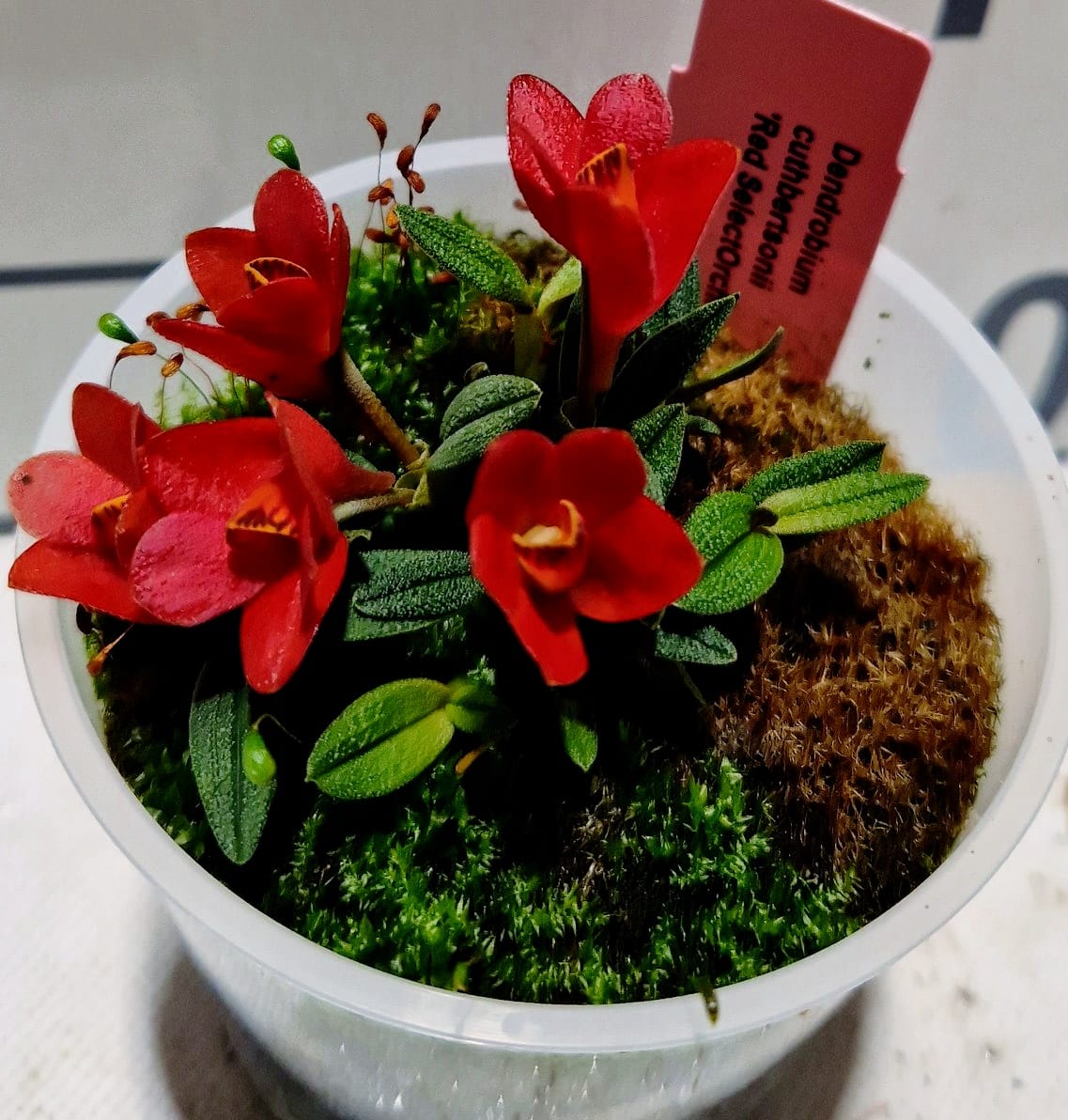 Dendrobium cuthbertsonii 'Red Selectorchids' – Cross Exotics