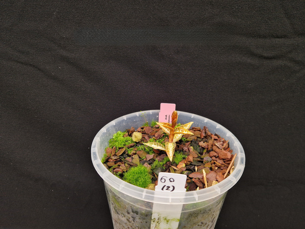 Goodyera rostellata – Cross Exotics