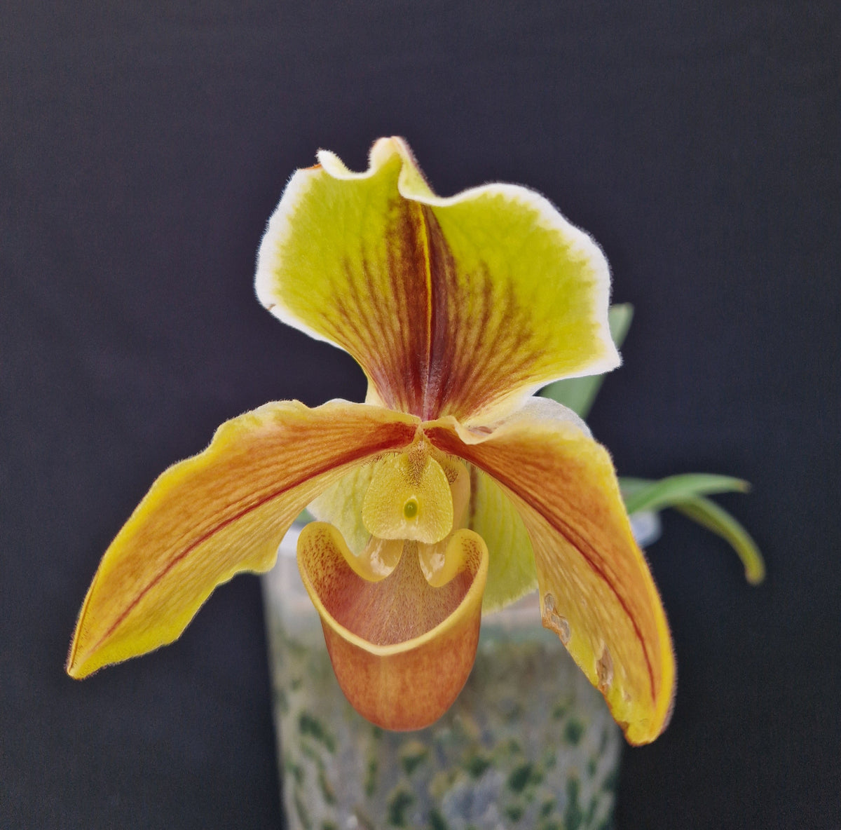 Paphiopedilum Senne Lena 'Beta' – Cross Exotics