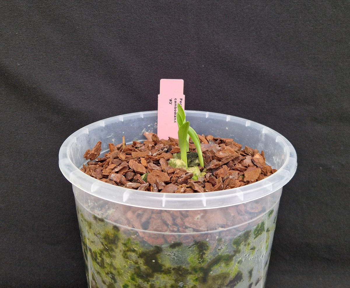 Pecteilis cambodiana – Cross Exotics