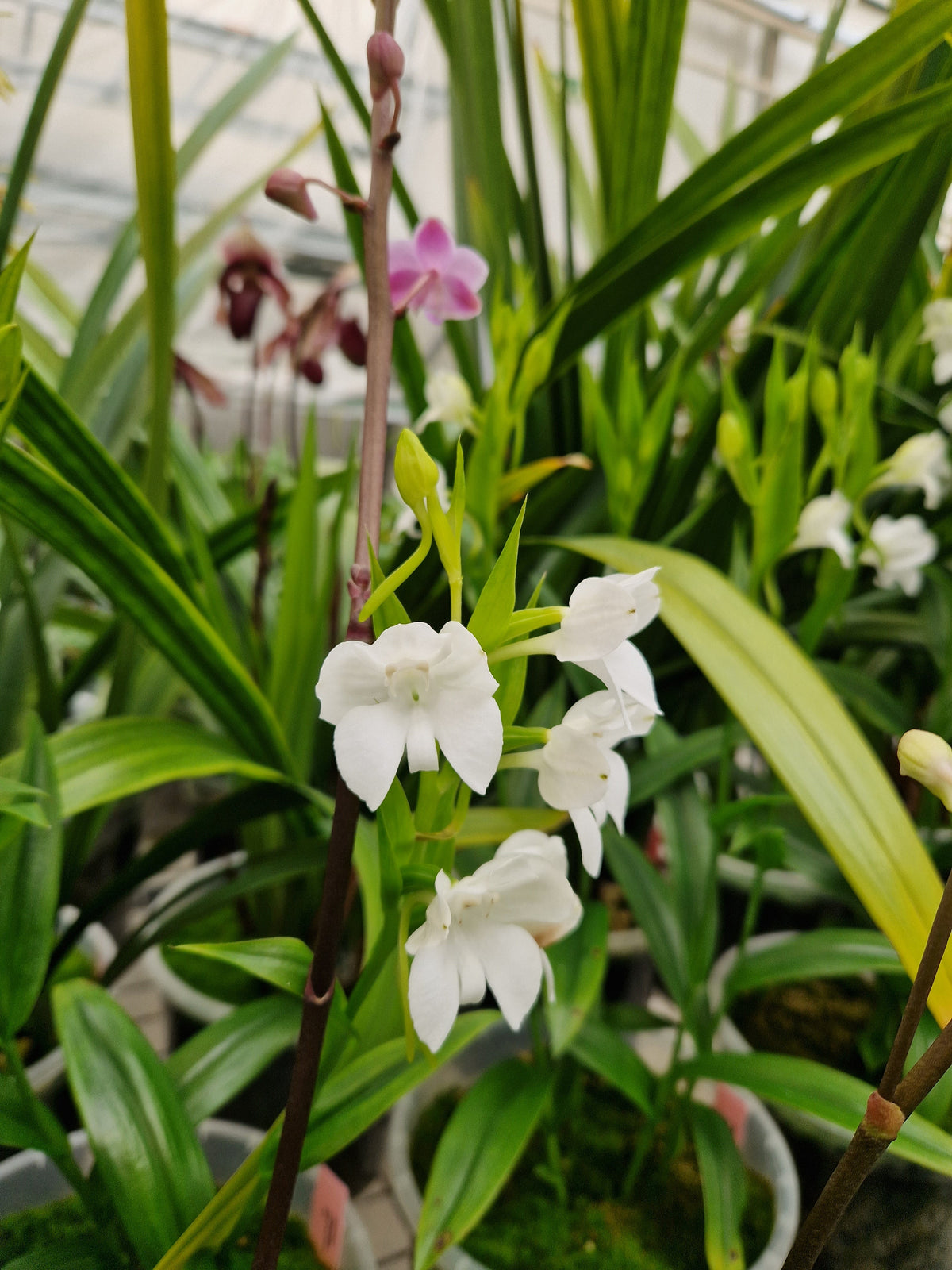 Pecteilis cambodiana – Cross Exotics
