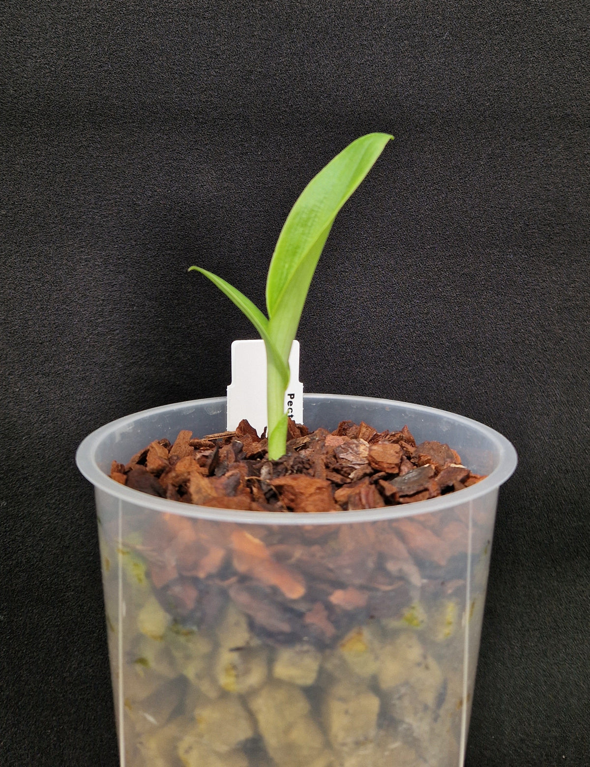 Pecteilis cambodiana – Cross Exotics